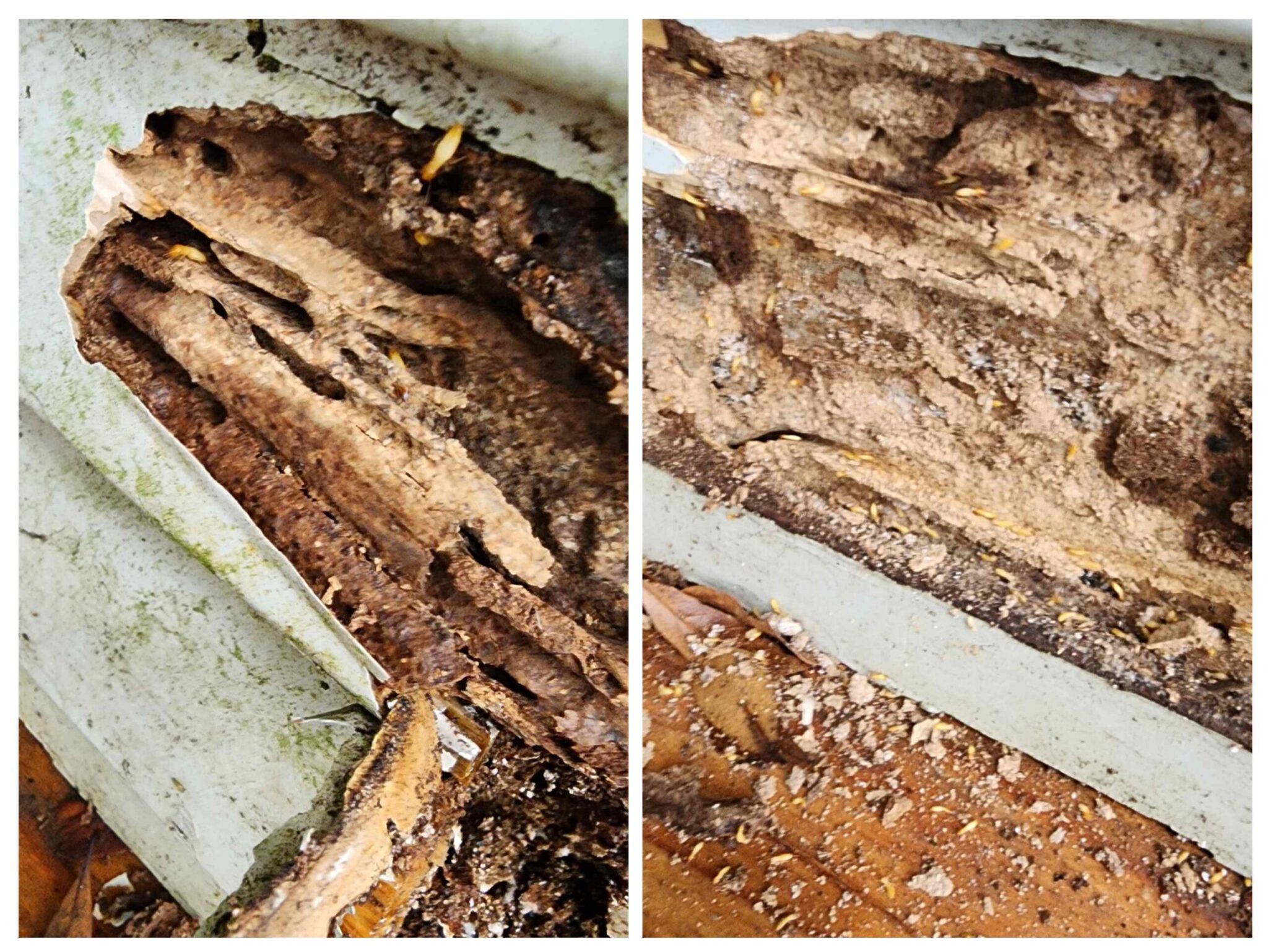 Understanding Termite Inspection Reports for Commercial Properties ...